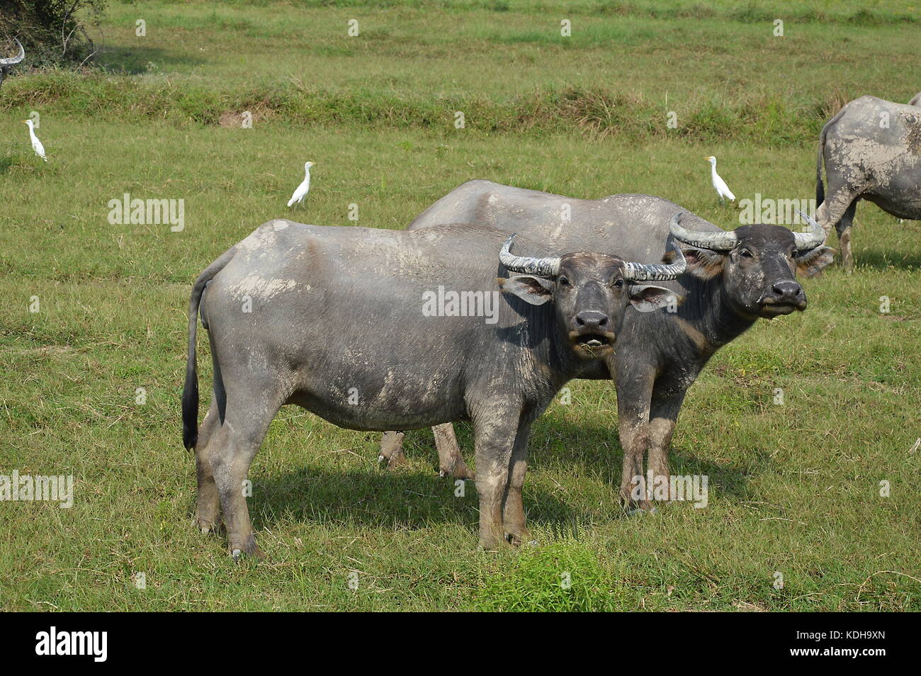 buffalo feeding grass on field in thailand Stock Photo - Alamy