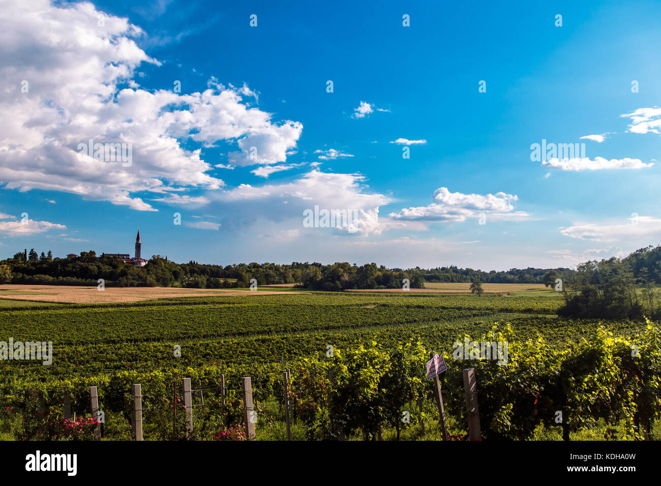 Sunset in Collio, a location known for a fine wine production, Friuli ...