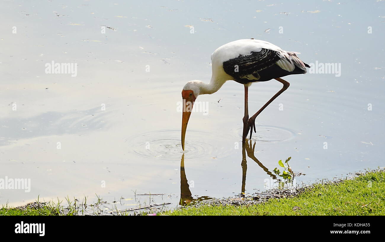 Pinch bird hi-res stock photography and images - Alamy