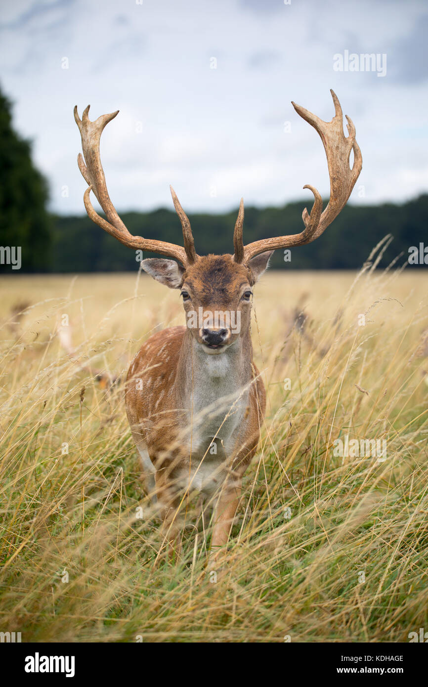 Stag in long grass Stock Photo - Alamy