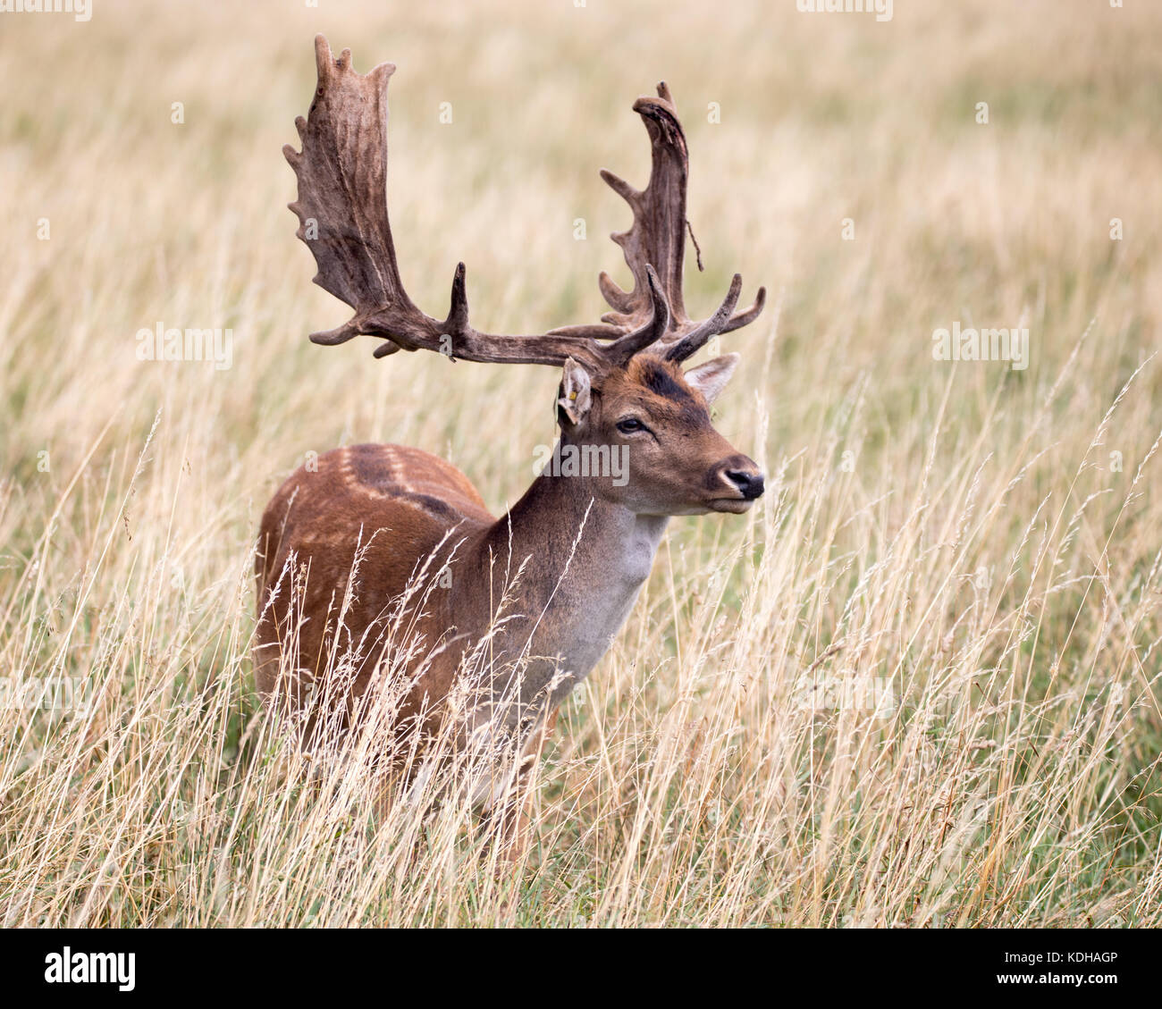 Deer in grass Stock Photo - Alamy