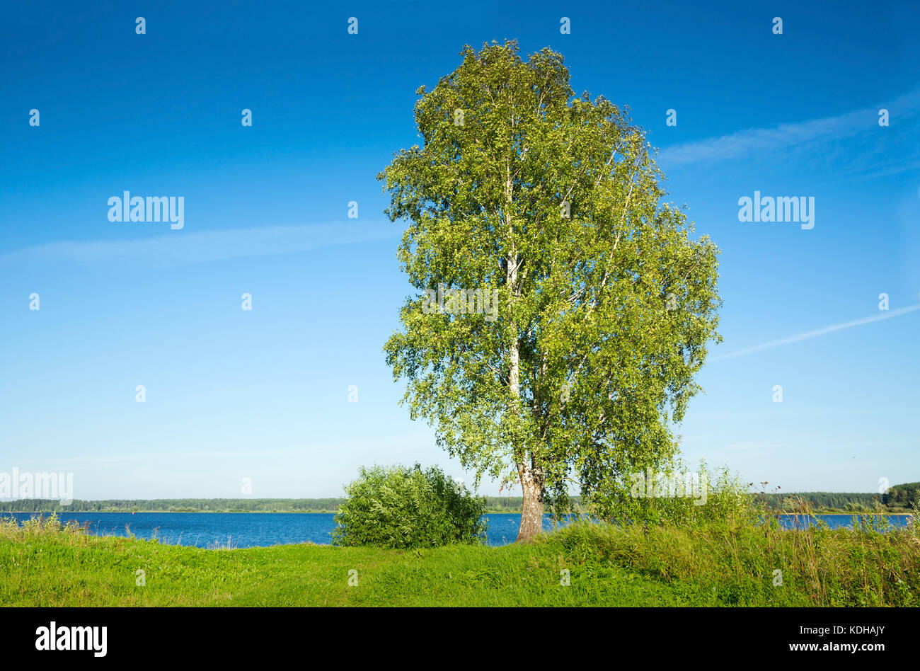 Single birch tree standing on lake waterside on bright summer day Stock ...