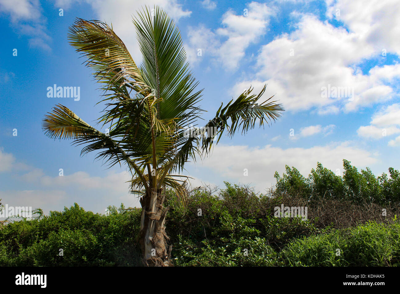 photo of a coconut tree Stock Photo - Alamy