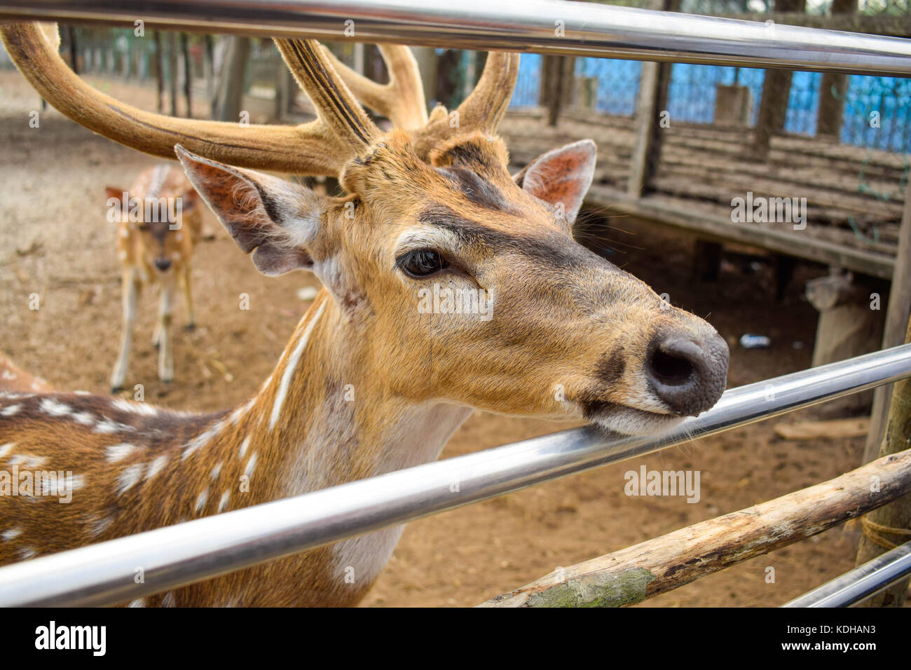 Deer in The zoo Stock Photo - Alamy