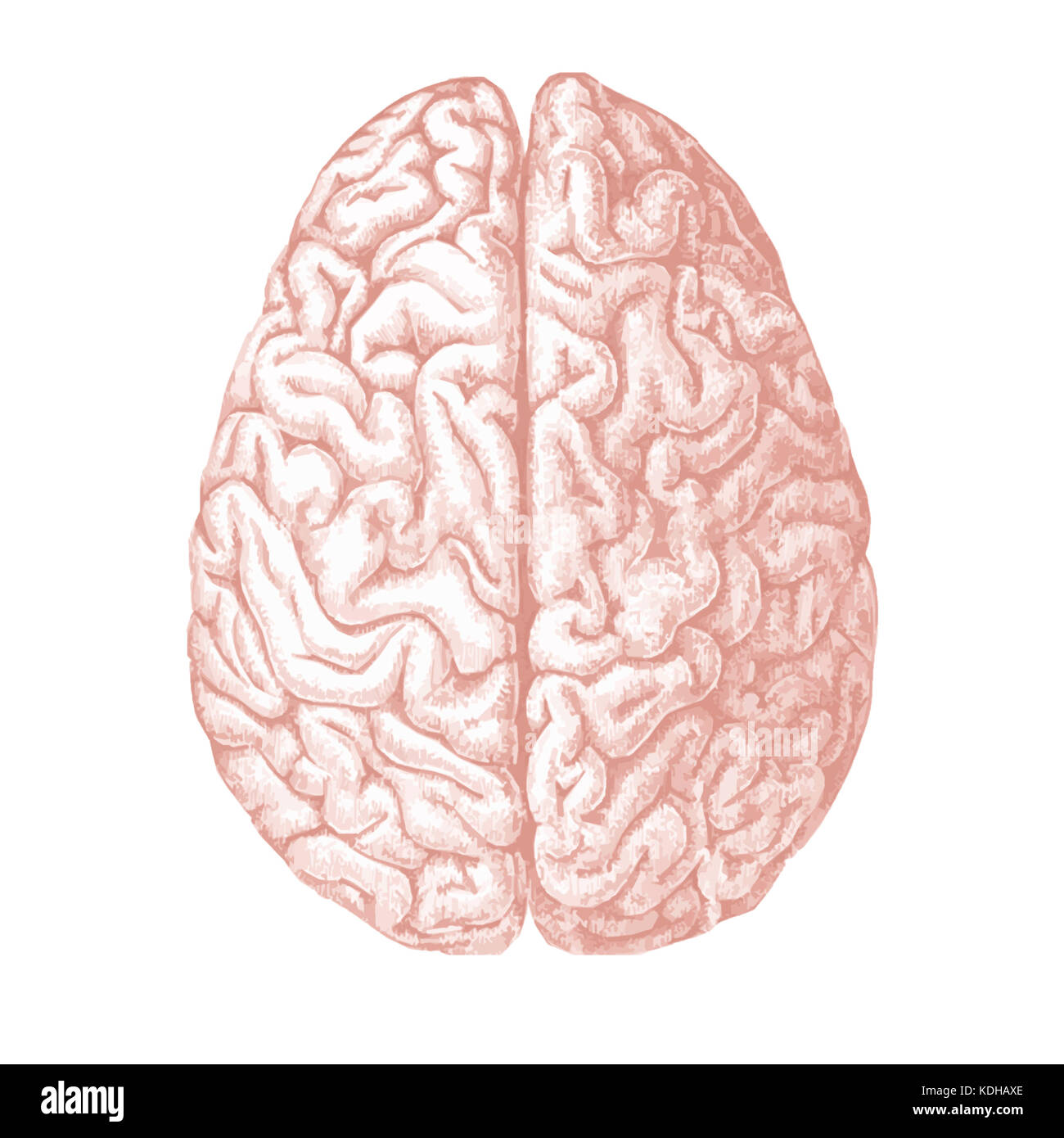 Human Brain Cut Out Stock Images & Pictures - Alamy