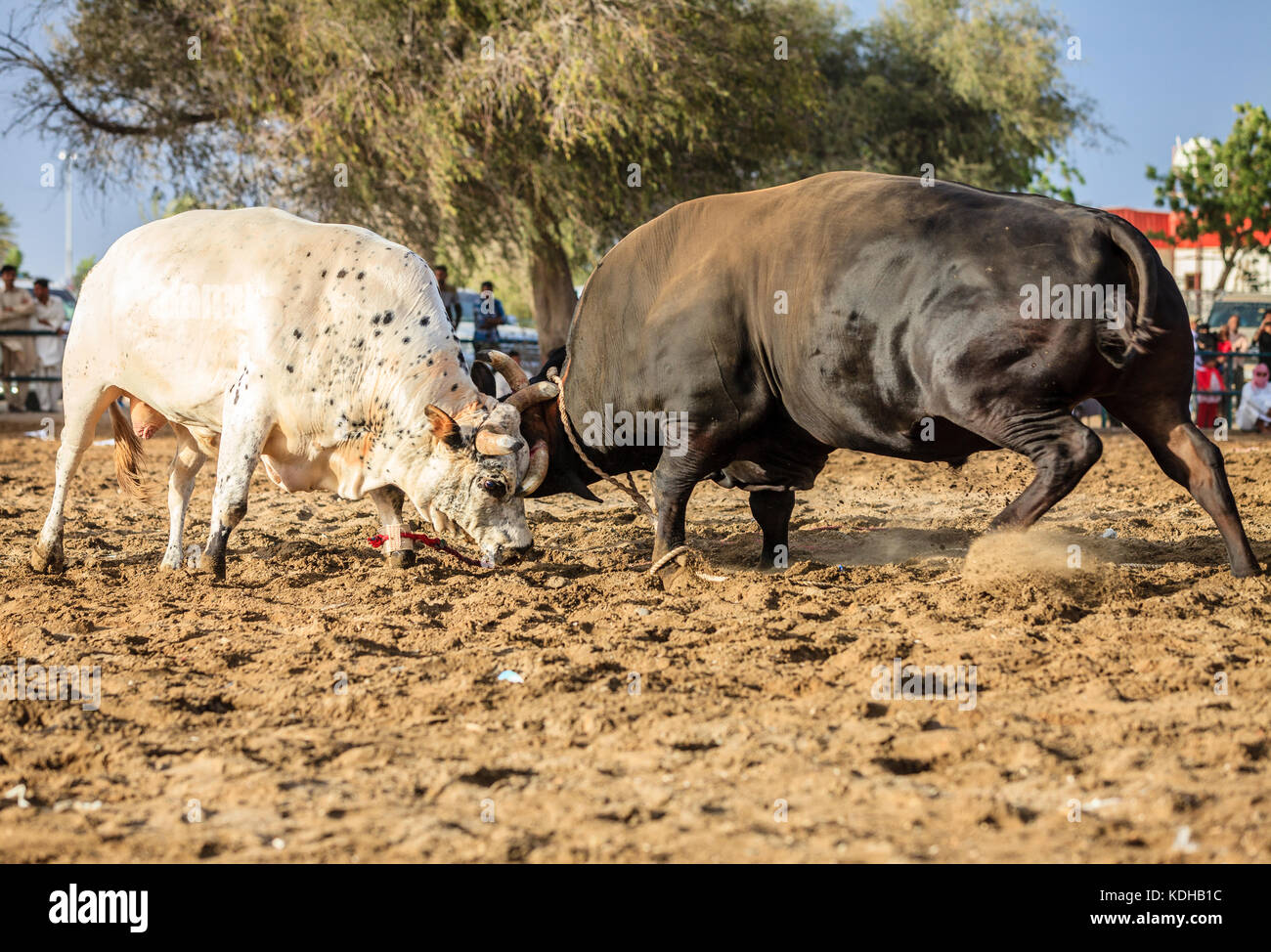 Bull fighting culture hi-res stock photography and images - Alamy