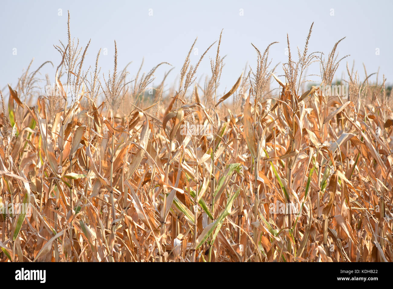 Corn Growing in the Midwest - United States Stock Photo - Alamy