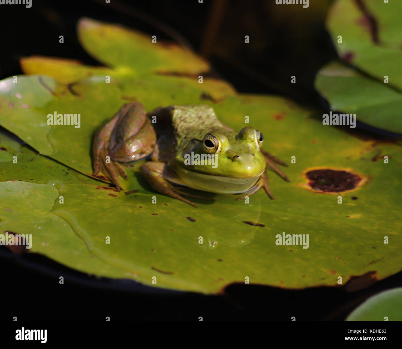 South american bullfrog hi-res stock photography and images - Alamy
