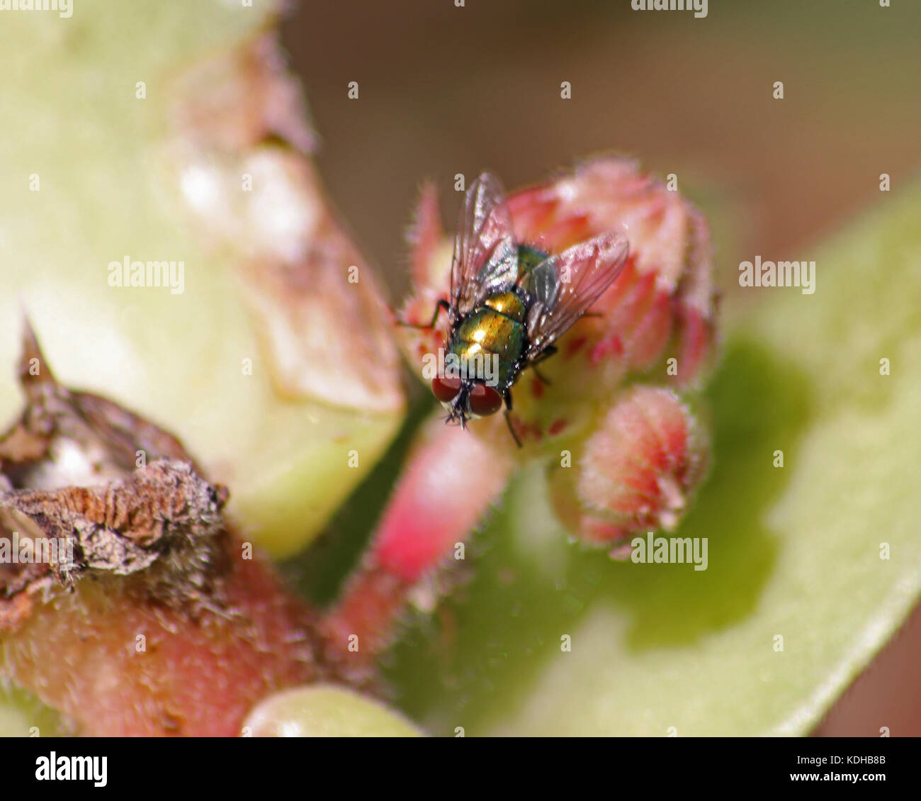 Metallic colored Blow fly on a pretty pink flower in a Rhode Island ...