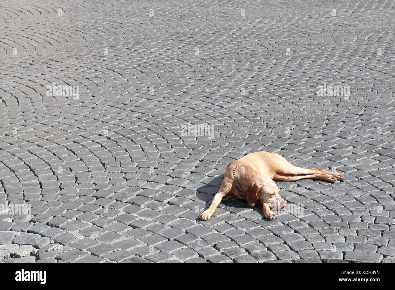 Dog sleeping on pavement in the sun. Rome, Italy Stock Photo - Alamy