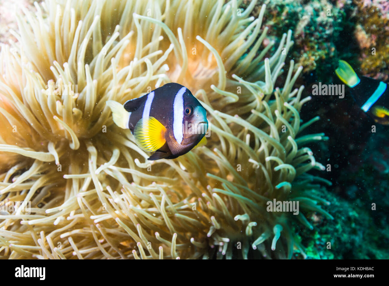 Yellowtail clownfish, Amphiprion clarkii (Bennett, 1830) and big sea ...