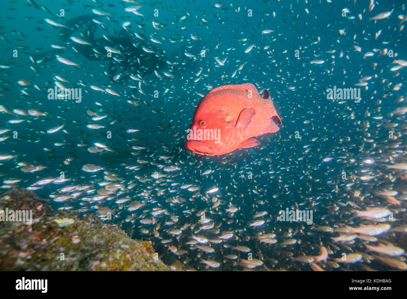 Tomato hind, Cephalopholis sonnerati (Valenciennes, 1828), swimming ...