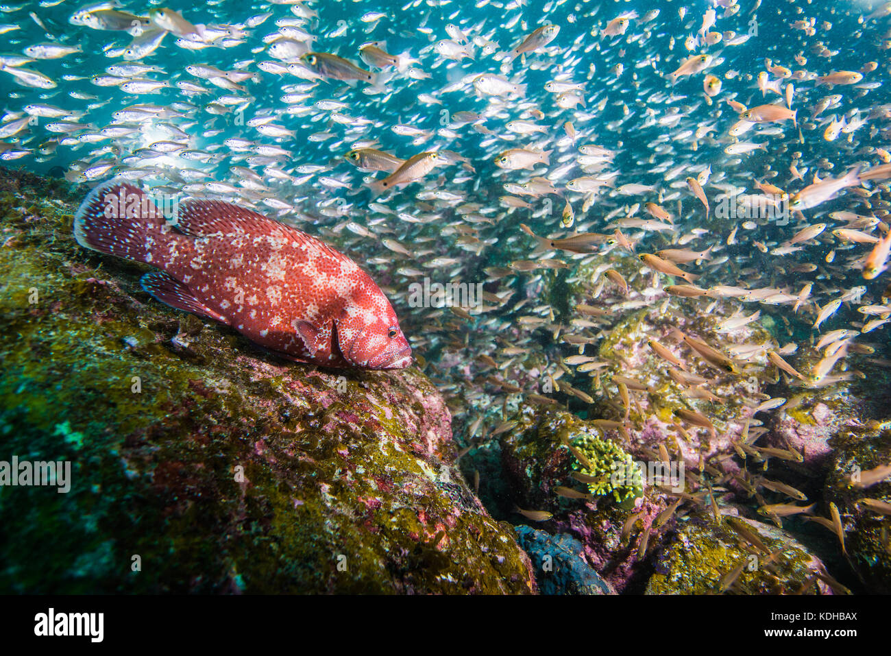 Tomato hind, Cephalopholis sonnerati (Valenciennes, 1828), looking fish ...