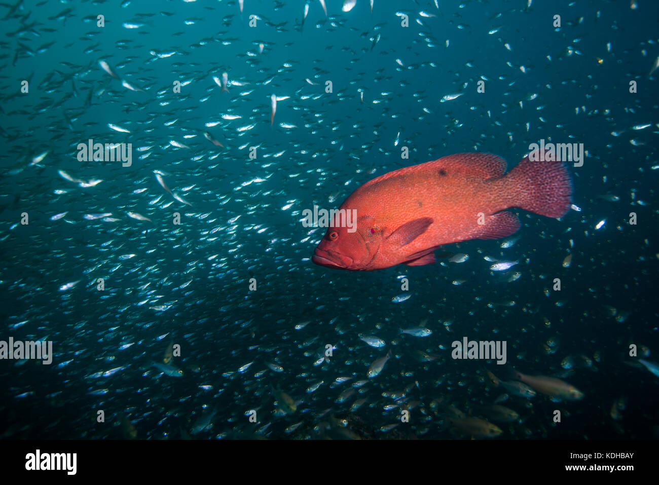 Tomato hind, Cephalopholis sonnerati (Valenciennes, 1828) swimming with ...