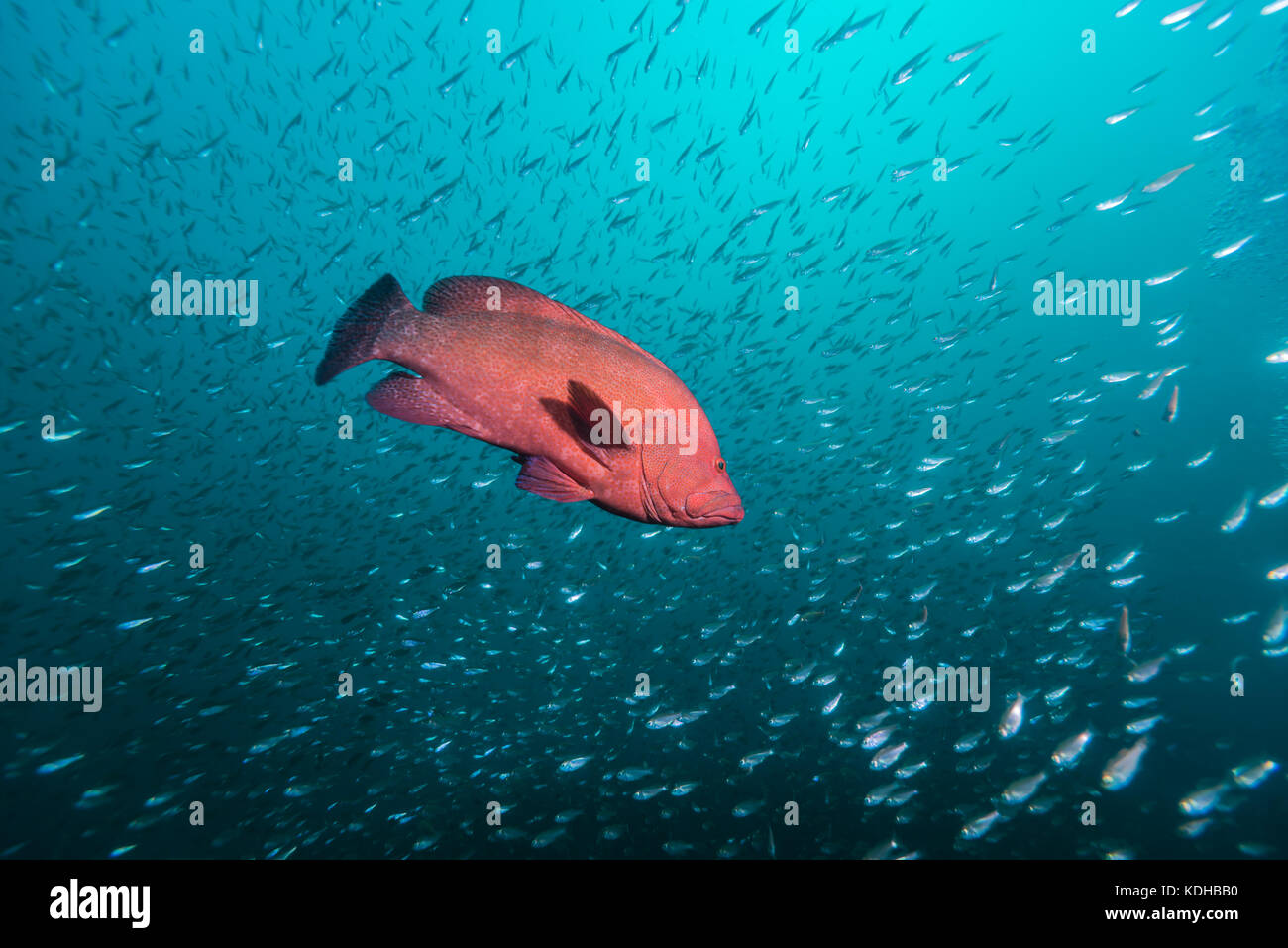 Tomato hind, Cephalopholis sonnerati (Valenciennes, 1828) swimming with ...