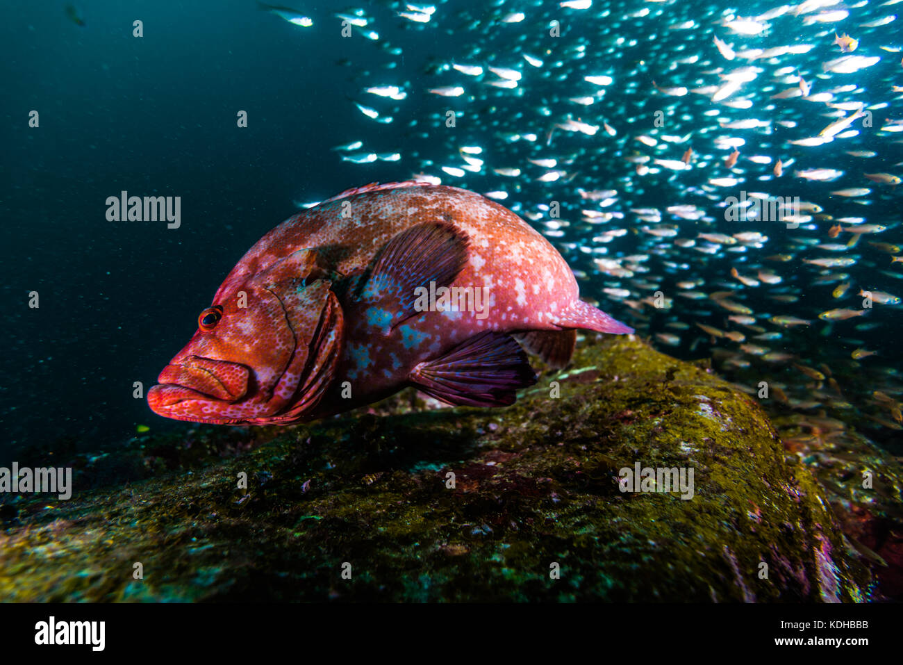 Tomato ananas hi-res stock photography and images - Alamy