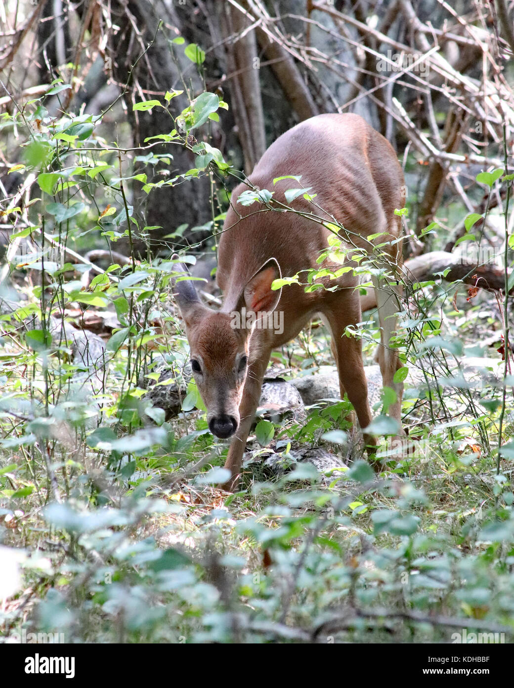 Standing trustom pond national wildlife refuge hi-res stock photography ...