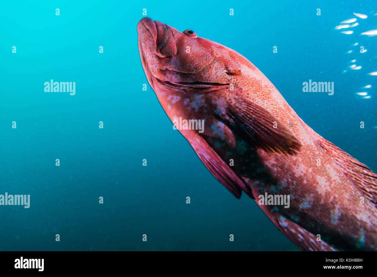 Tomato hind, Cephalopholis sonnerati (Valenciennes, 1828) swimming with ...