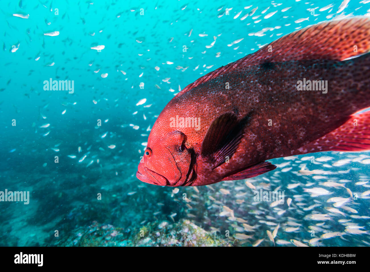 Tomato hind, Cephalopholis sonnerati (Valenciennes, 1828). Kushimoto ...