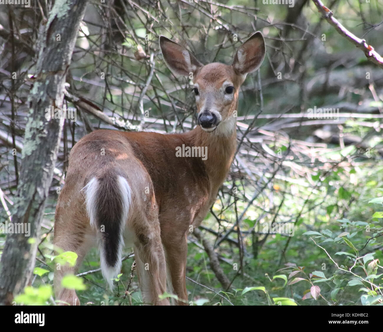 White-tailed deer are a common sight in the early evening time in Rhode ...