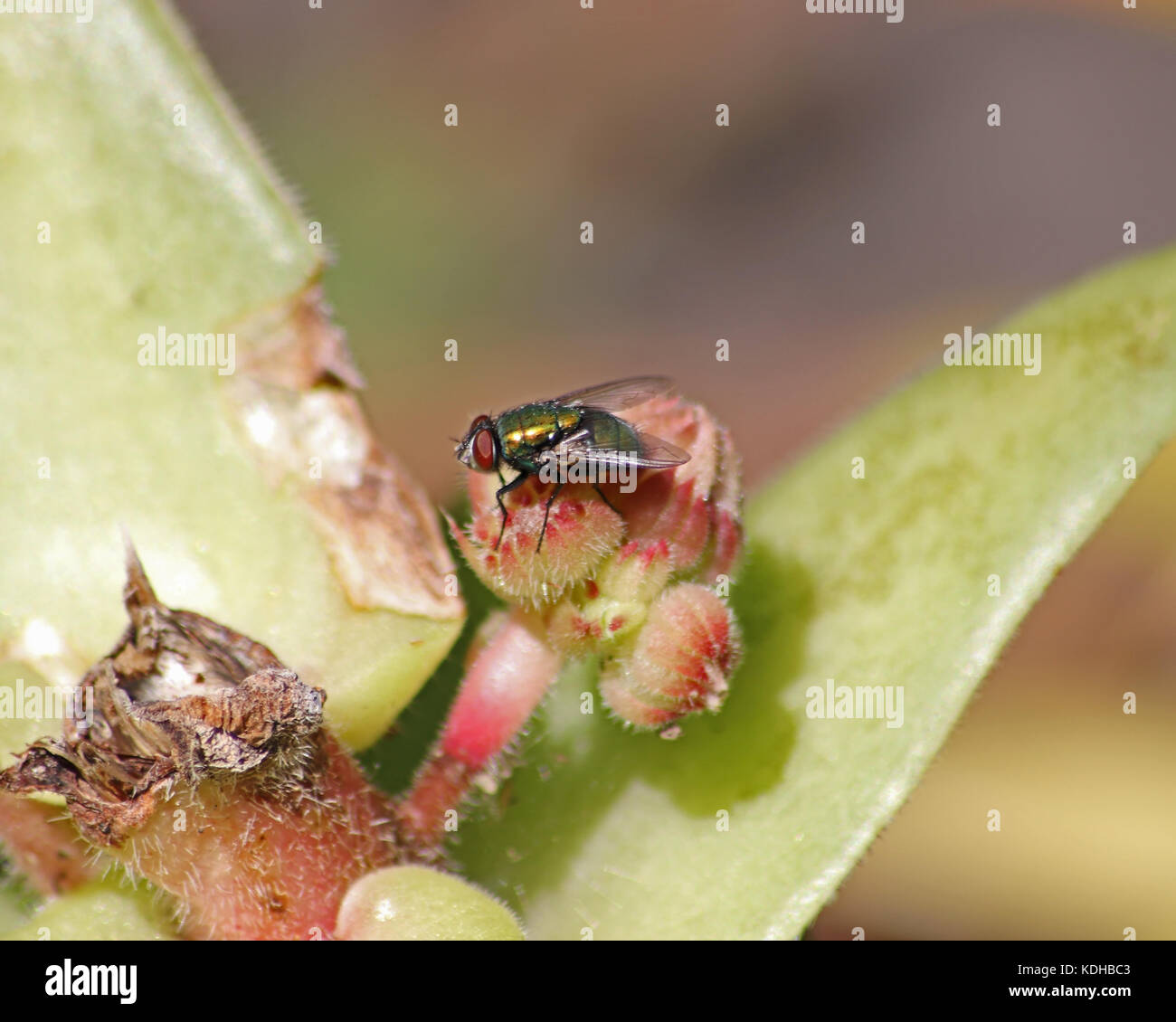 Diptera eating plant hi-res stock photography and images - Alamy