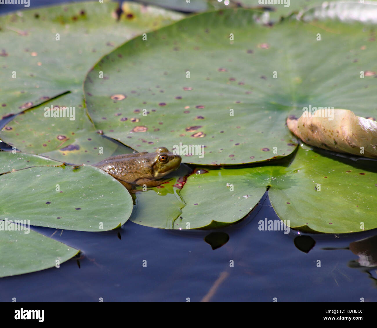 Often referred to as a "true frogs", Bullfrogs are usually green to ...