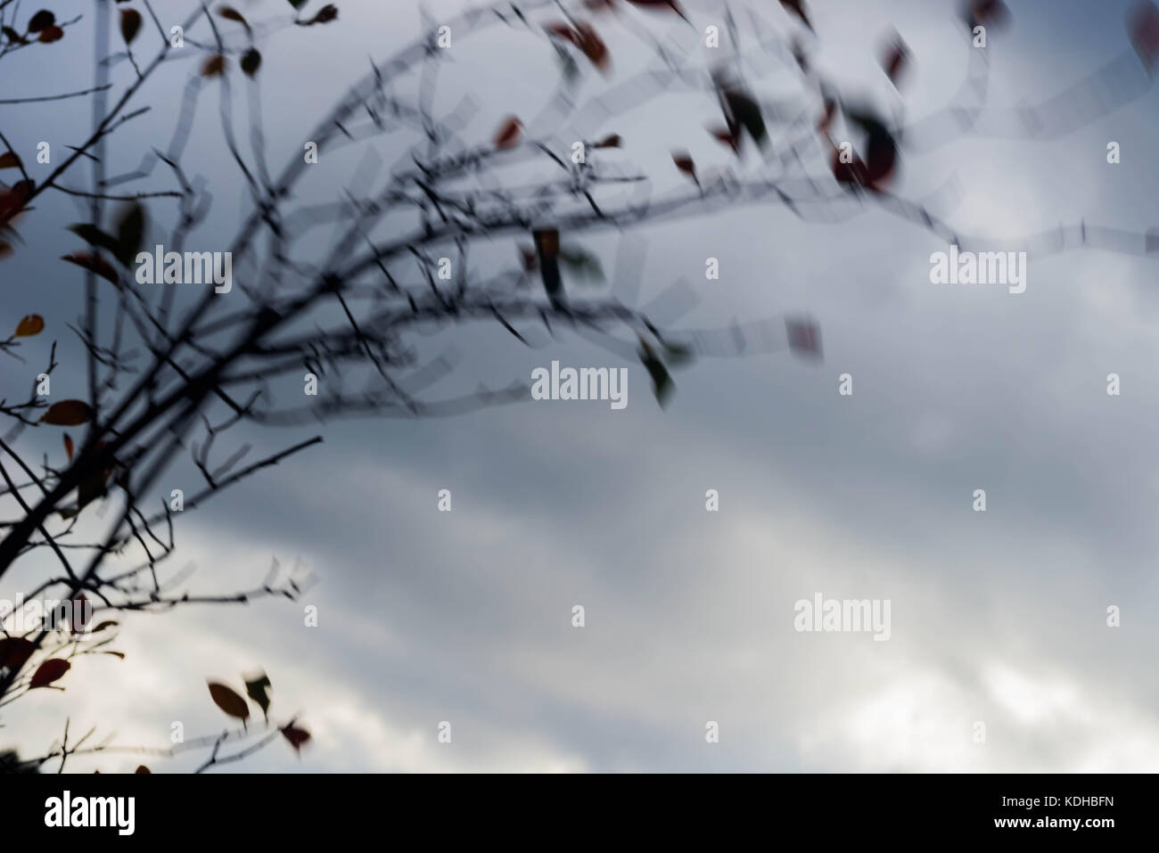 Windy day leaves blowing hi-res stock photography and images - Alamy