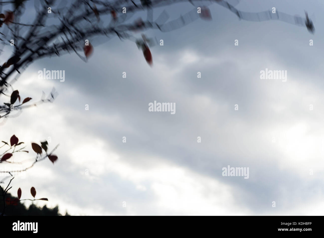 windy weather fall tree branches against dramatic cloudy sky Stock ...