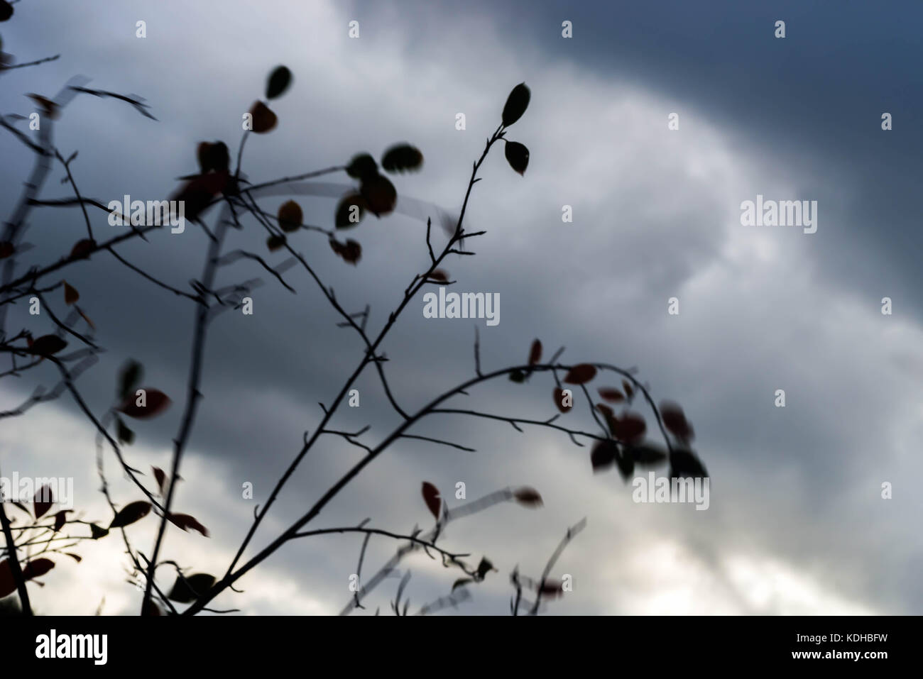 Windy day leaves blowing hi-res stock photography and images - Alamy