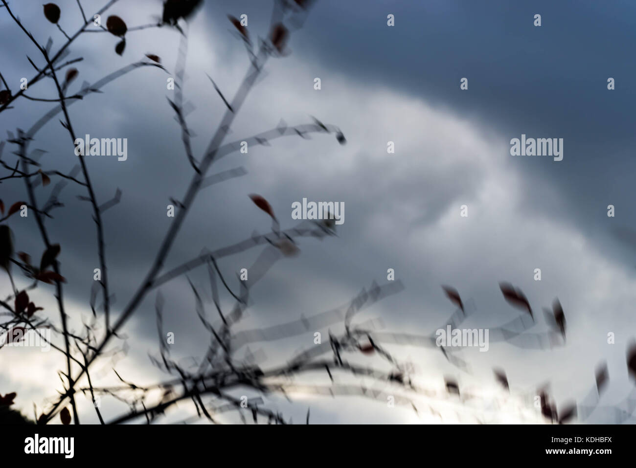 windy weather fall tree branches against dramatic cloudy sky Stock ...