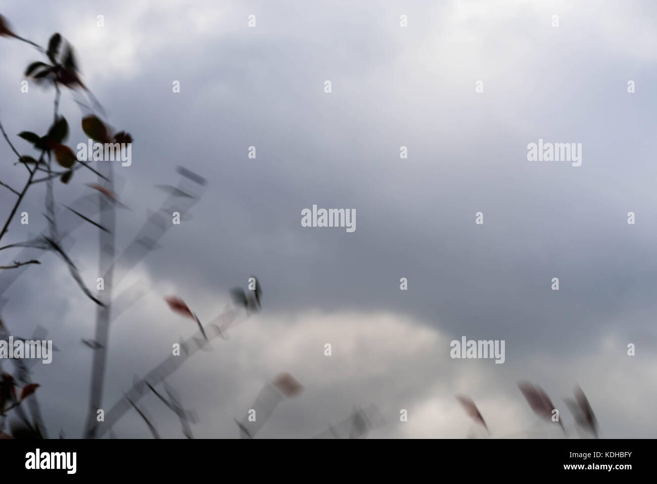 Windy day leaves blowing hi-res stock photography and images - Alamy