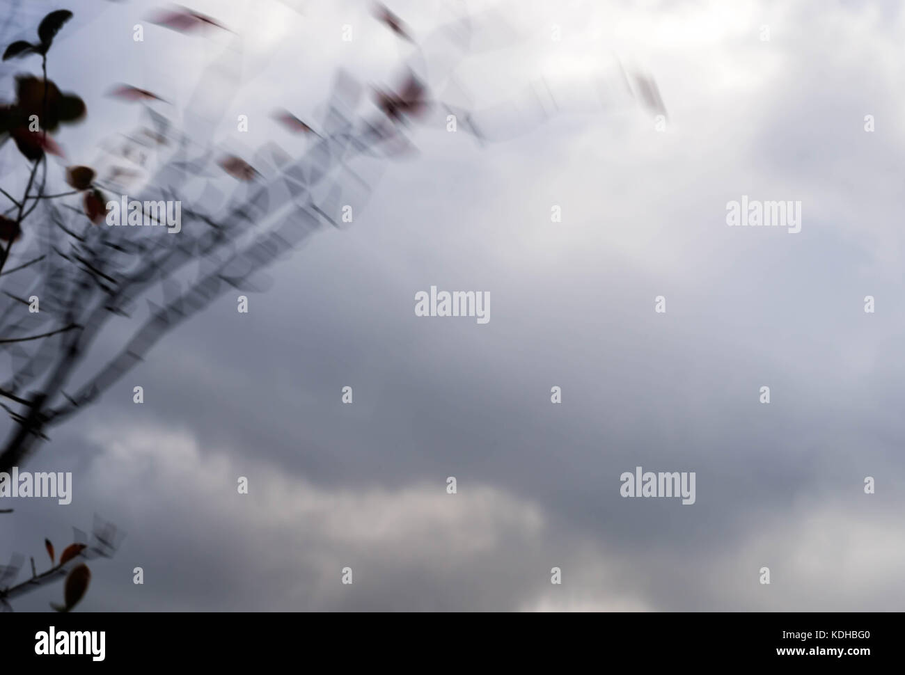 windy weather fall tree branches against dramatic cloudy sky Stock ...