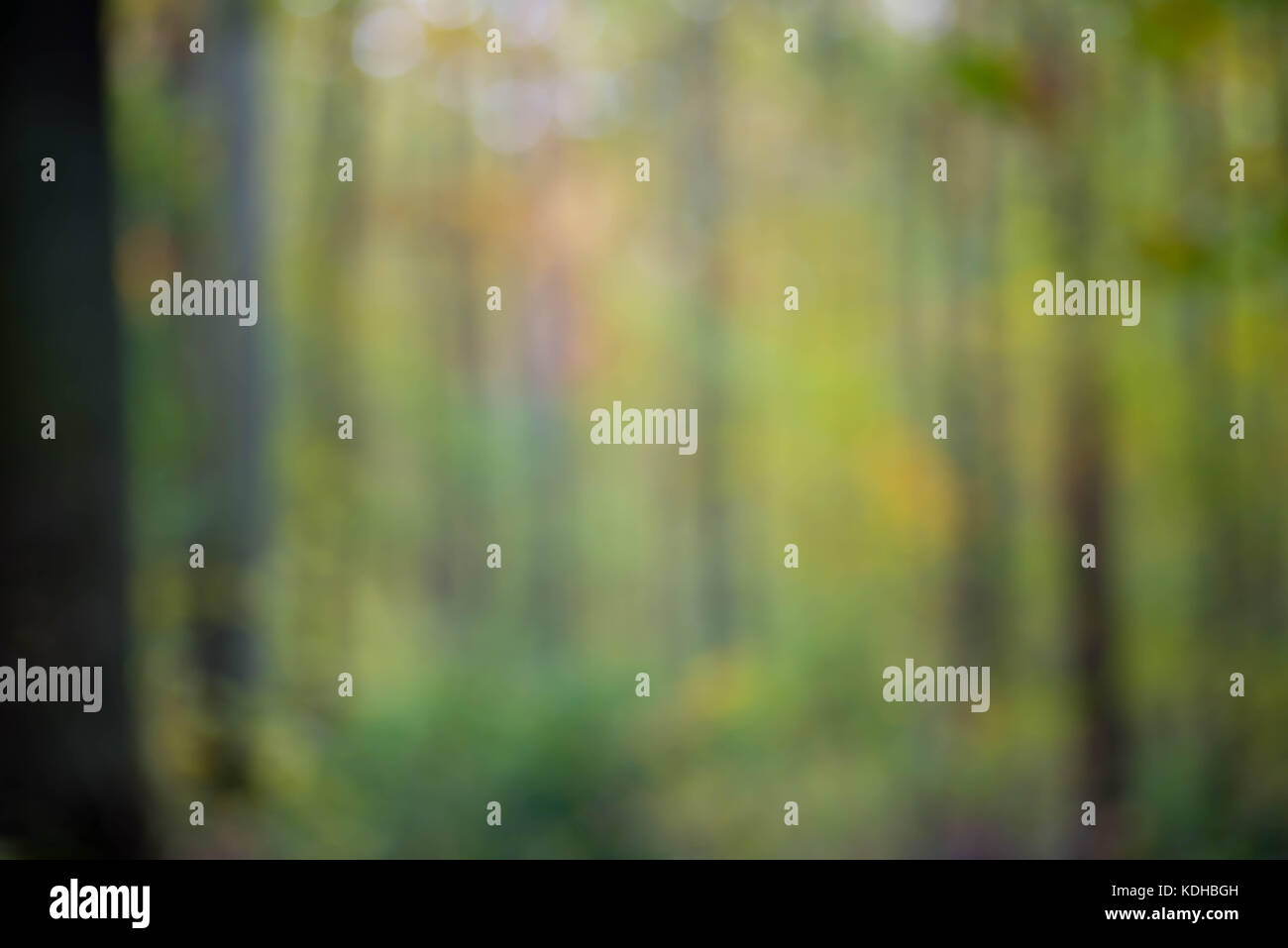 Blurred woodland background hi-res stock photography and images - Alamy