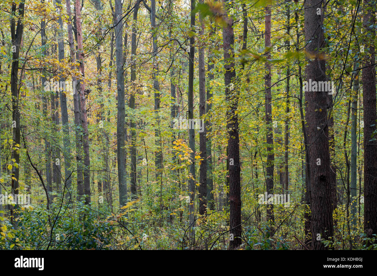 oak trees in fall forest Stock Photo - Alamy