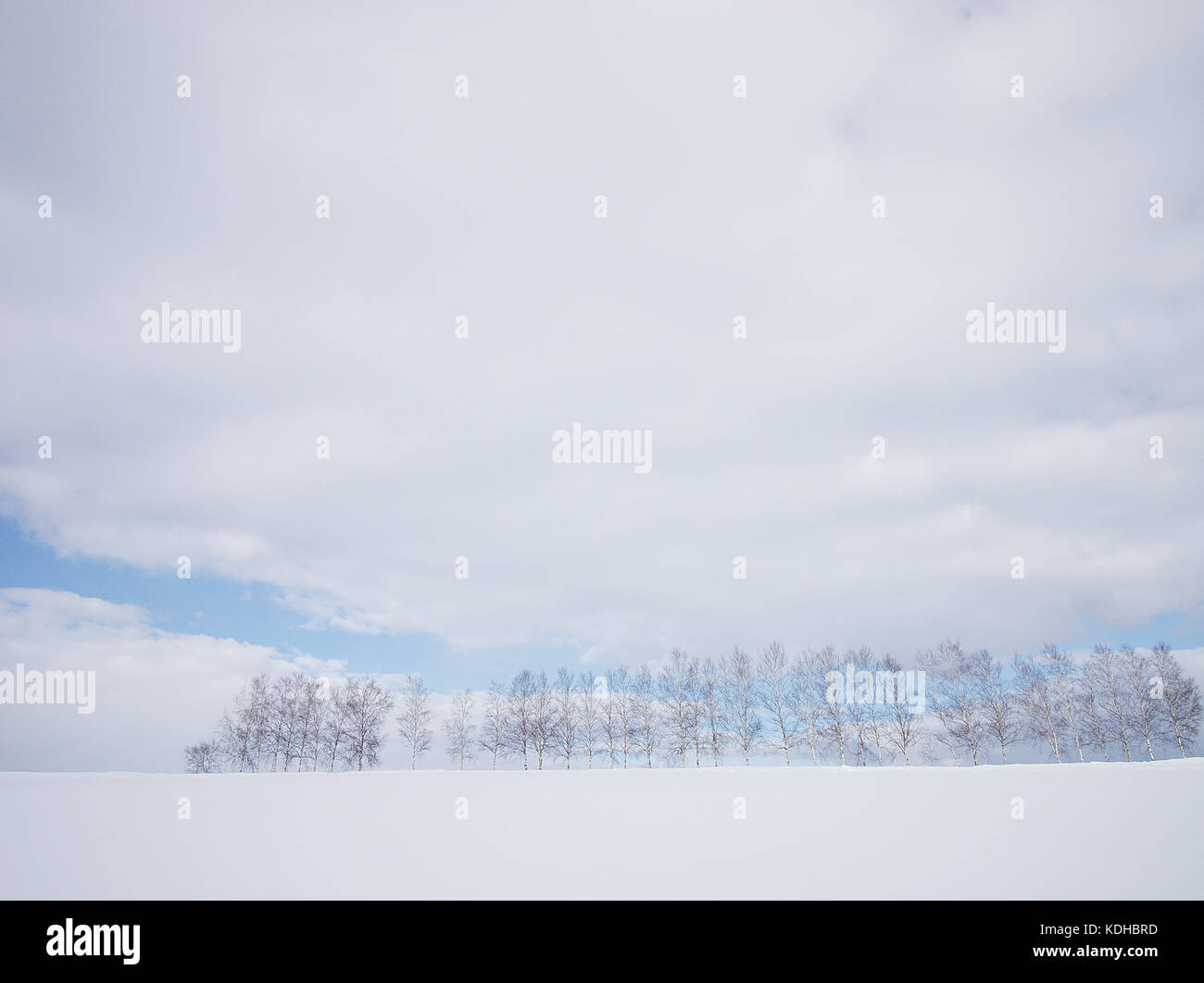 Seven Stars Tree at Biei, Hokkaido, Japan, in winter Stock Photo - Alamy
