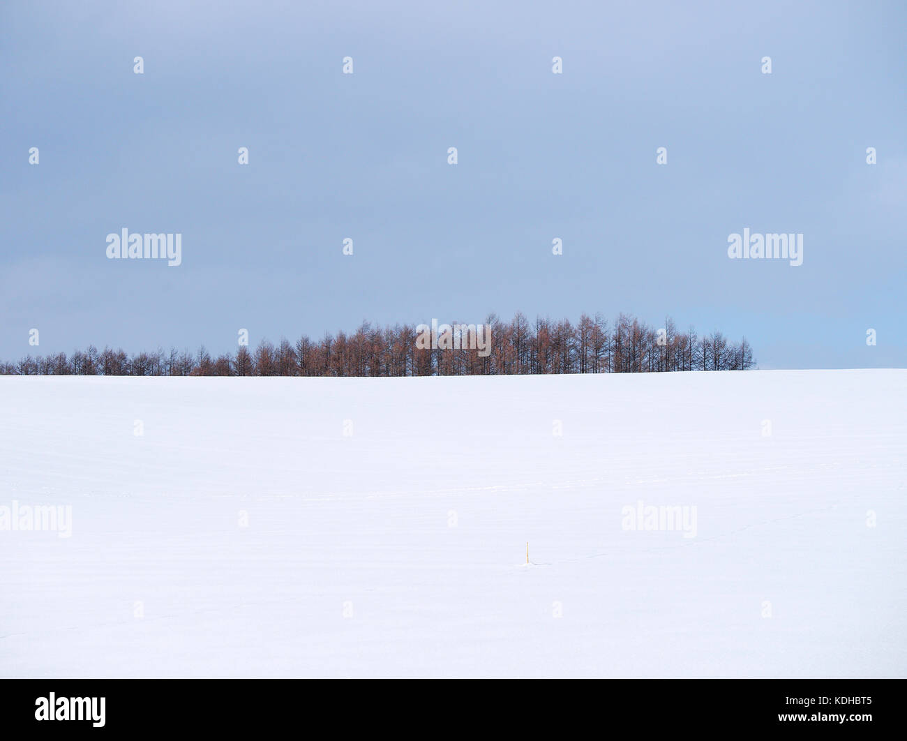 Row of trees at Seven Stars Tree area, Biei, Hokkaido, Japan, in winter ...