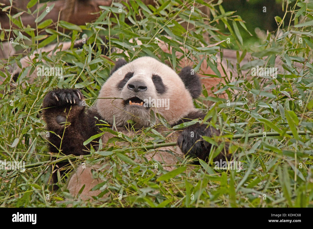 Chengdu, China, Asia, Giant Panda Research Centre, Giant Panda ...