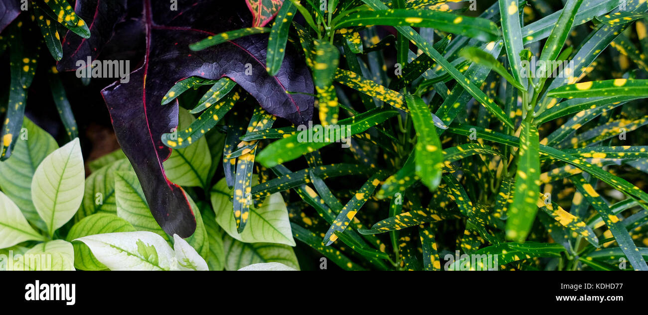 Asian tropical beauty hi-res stock photography and images - Alamy