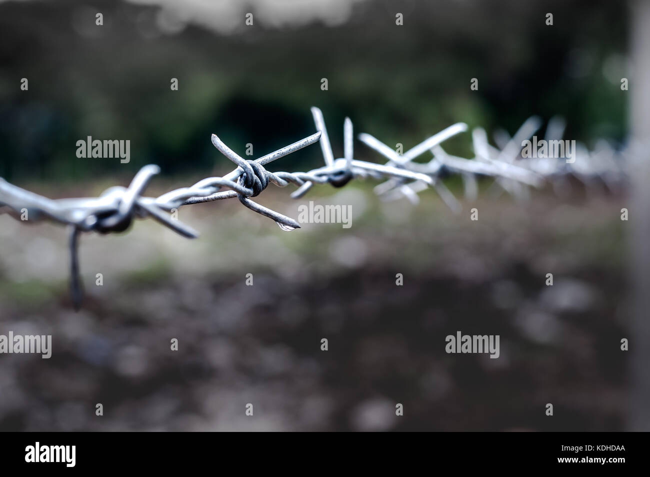 Shiny new barbed wire with droplet after the rain with dark blur ...