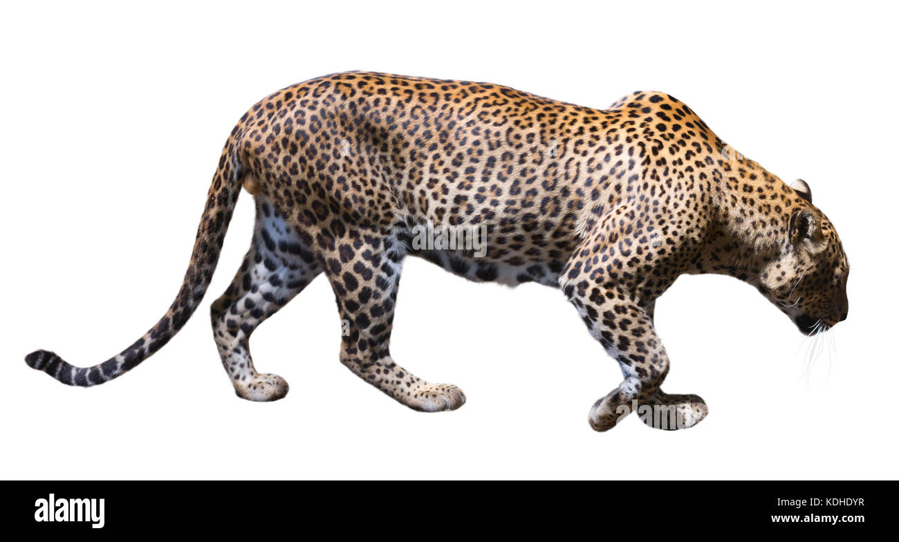 leopard image on a white background Stock Photo - Alamy