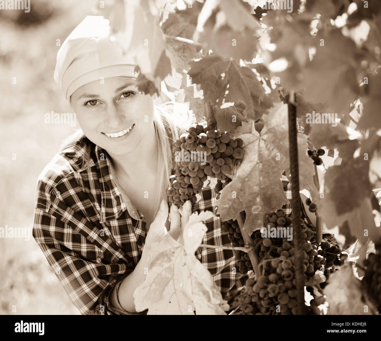 Happy smiling diligent vineyard female staff cutting clusters of wine ...
