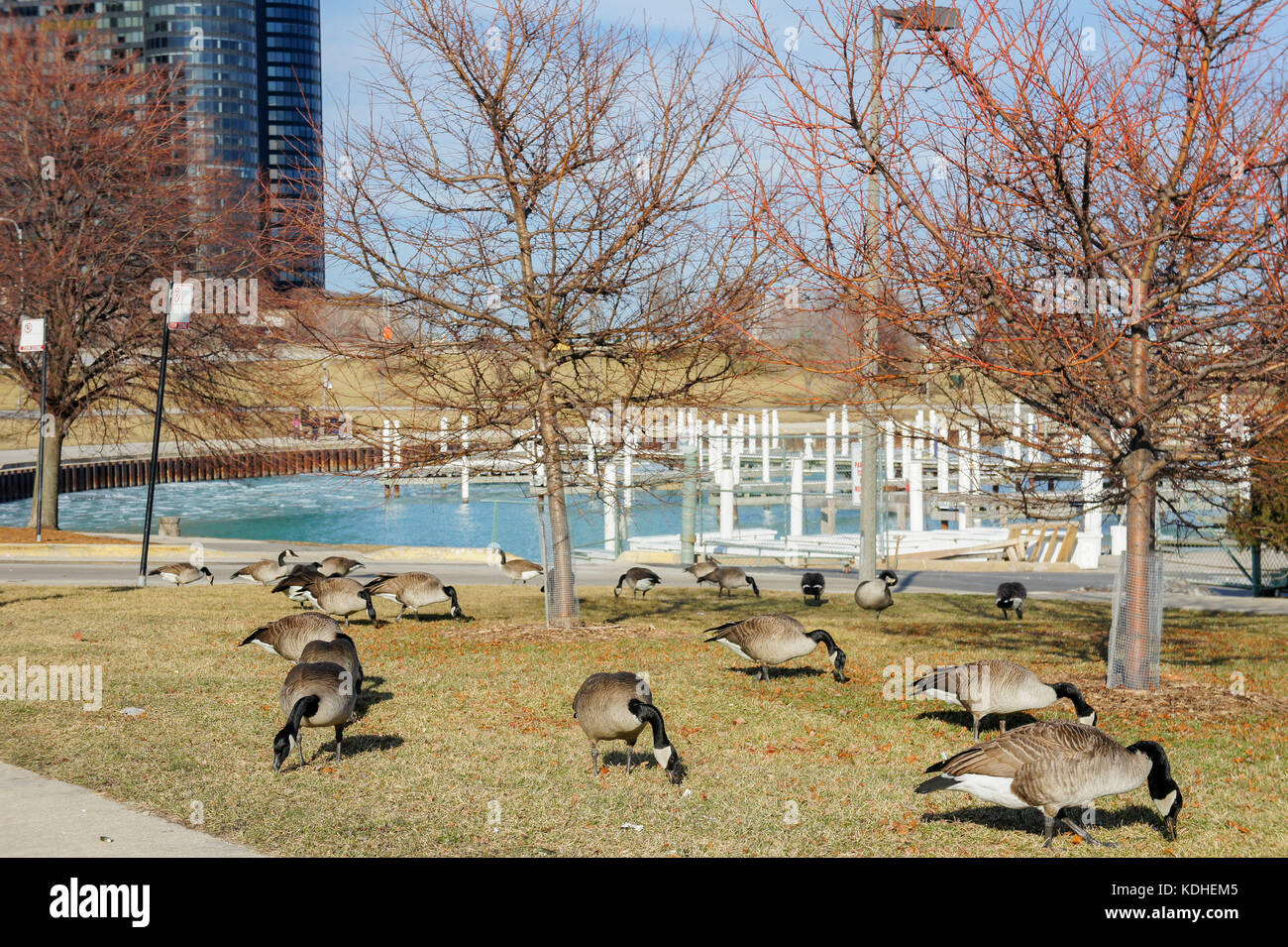 Many Canada geese with Chicago at Millennium Park, Chicago, Illinois ...