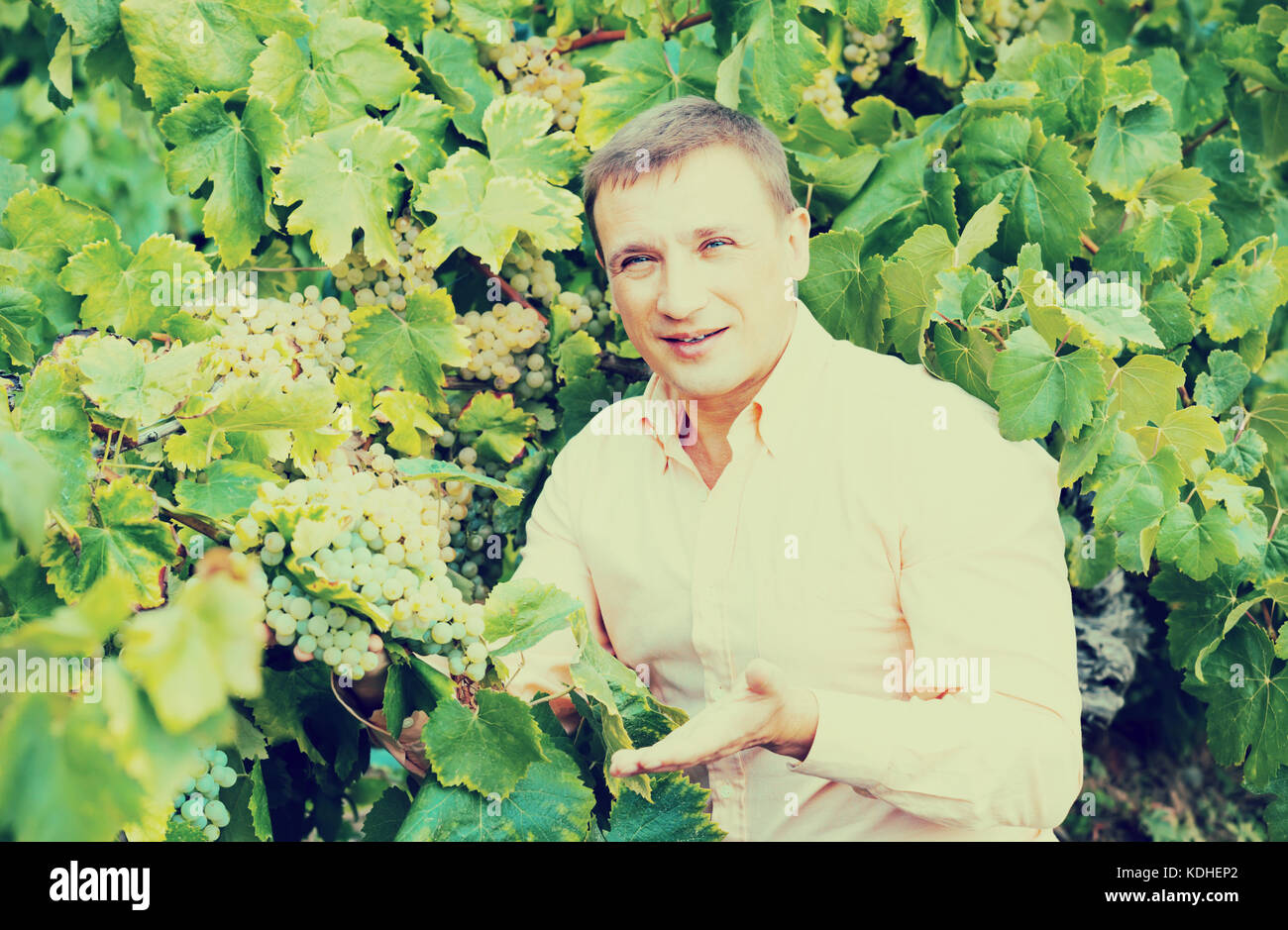 cheerful male vintner looking on clusters of grape outdoors Stock Photo ...