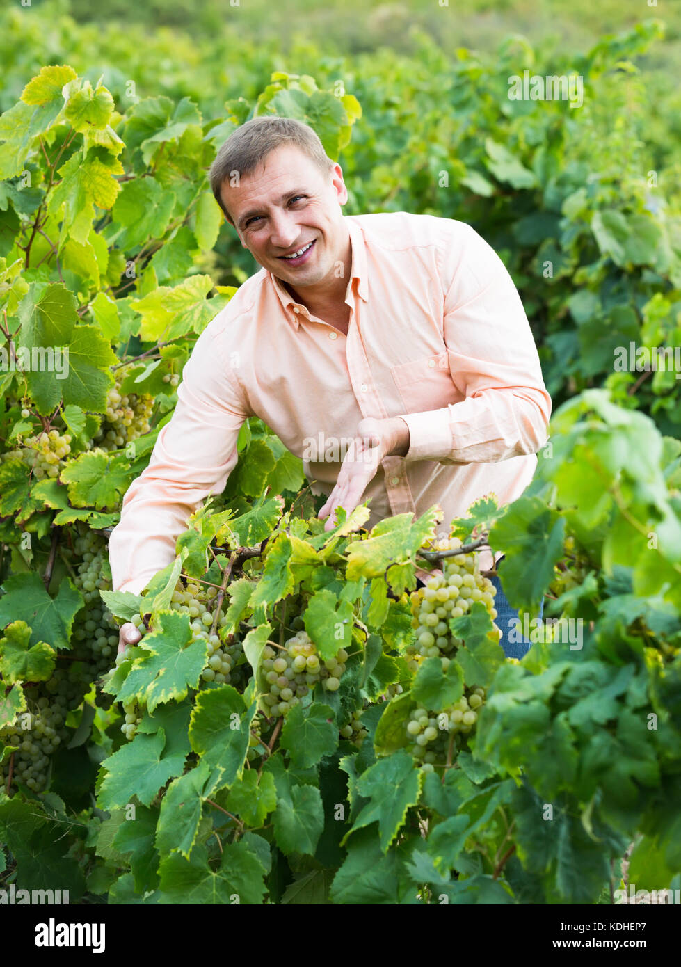 joyful male vintner with clusters of grape smiling outdoors Stock Photo ...