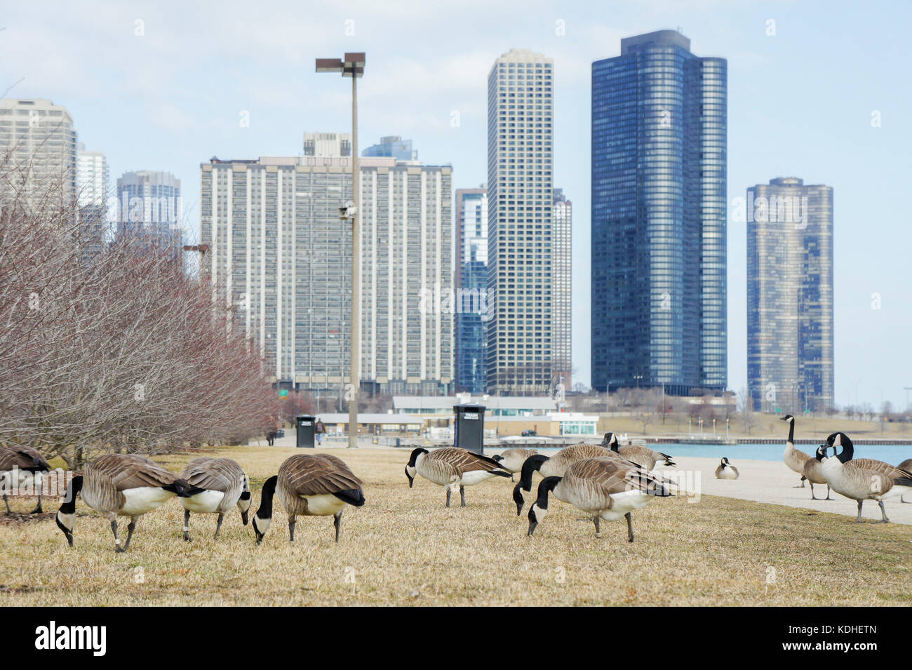 Many Canada geese with Chicago skyline at Millennium Park, Chicago ...