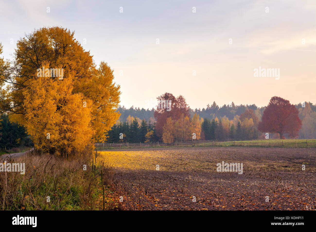 Beautiful rural autumn landscape with birch trees in sunset light Stock ...