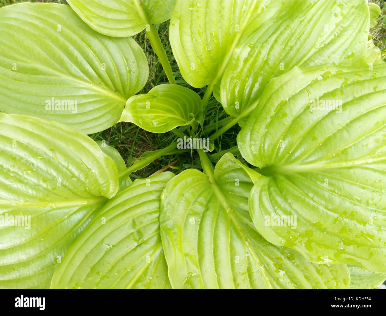 Large shiny leaves of a plant closeup Stock Photo - Alamy