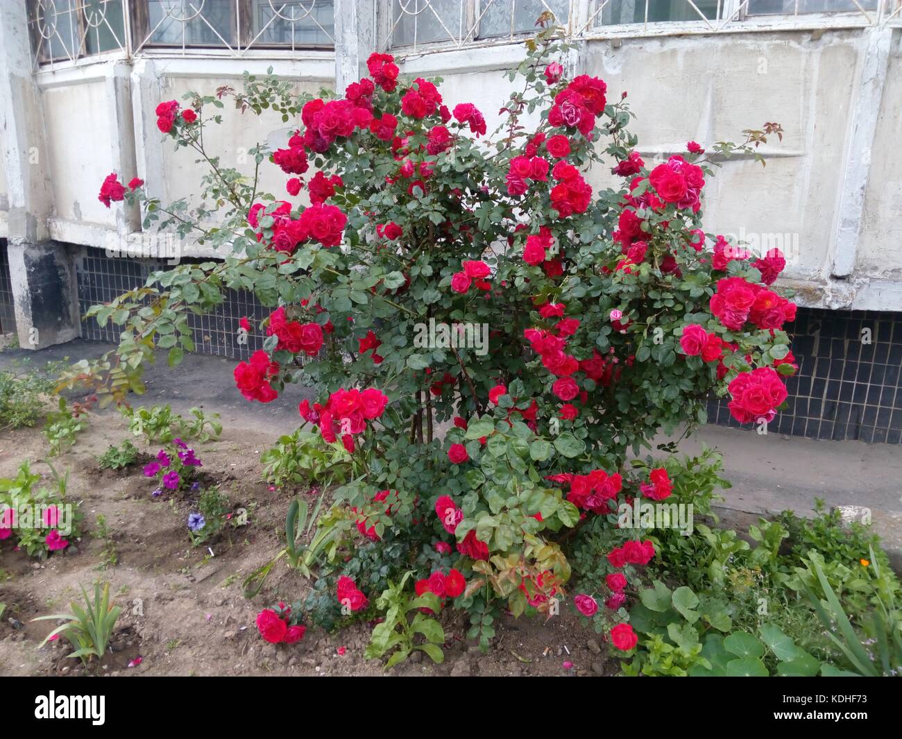 Flowering bush of wild roses with green leaves and red flowers on a ...