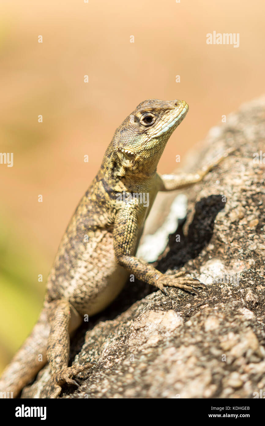 little lizard under the sunlight on a rock- tropidurinae Stock Photo ...