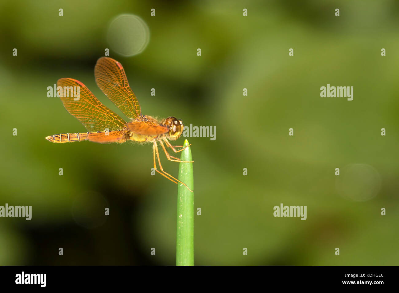 Anisoptera hi-res stock photography and images - Alamy